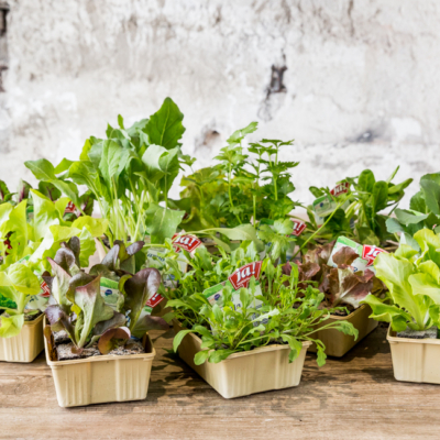 Da haben wir den Bio-Salat: Jungpflanzen fürs eigene Beet sind da! - Ja ...